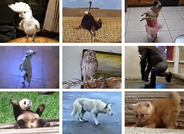 10 Animals That Dance Better Than You Do | Grunf