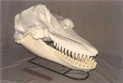 Prehistoric Beast of the Week: Paleo-Art: When Creativity and Logic Marry