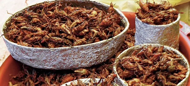 Insectos comestibles en Hidalgo | Gastronomía Hidalgo - Paseo Por Hidalgo