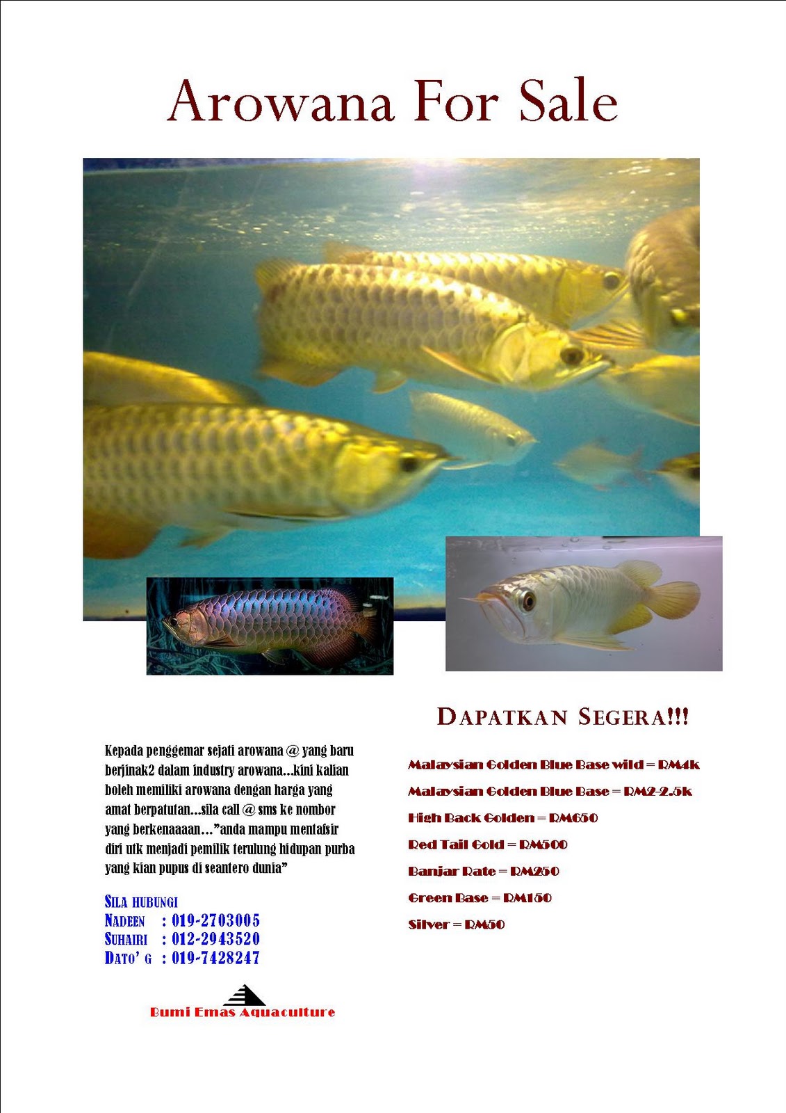 Bumi Emas Aquaculture (BEA) ~ Arowana: More Arowana For Sale