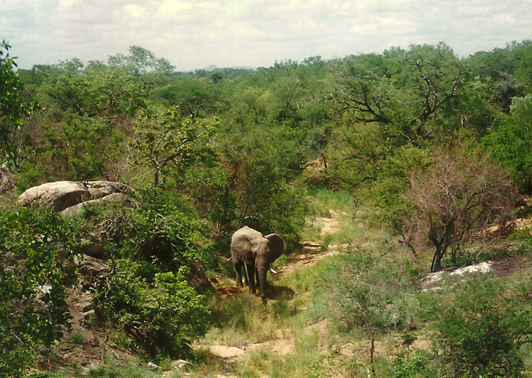 NOSSO OLHAR: Kruger Park e os 5 Grandes/ Kruger Park and the Big 5 ...