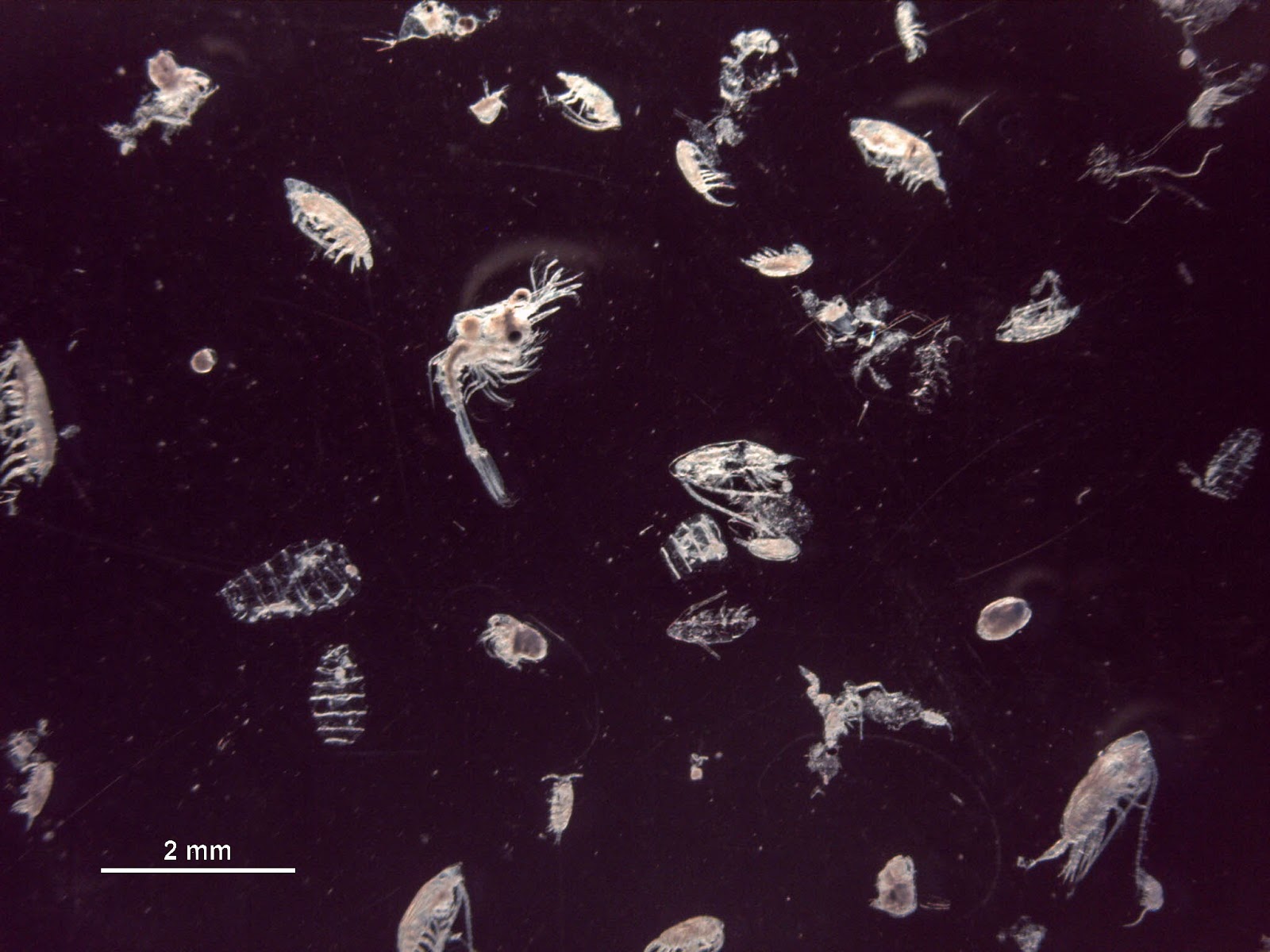 Laboratorio de Plancton: El plancton