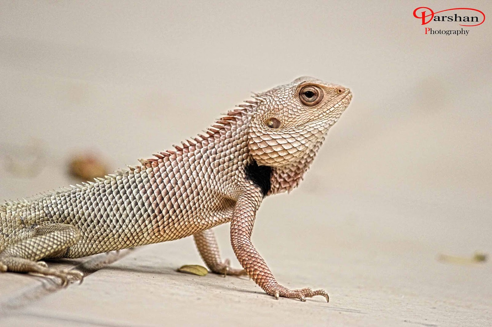 Darshan Photogallery: Indian Garden Lizard