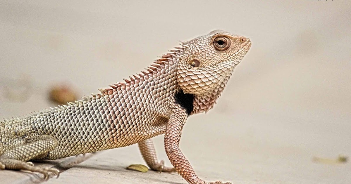 Darshan Photogallery: Indian Garden Lizard
