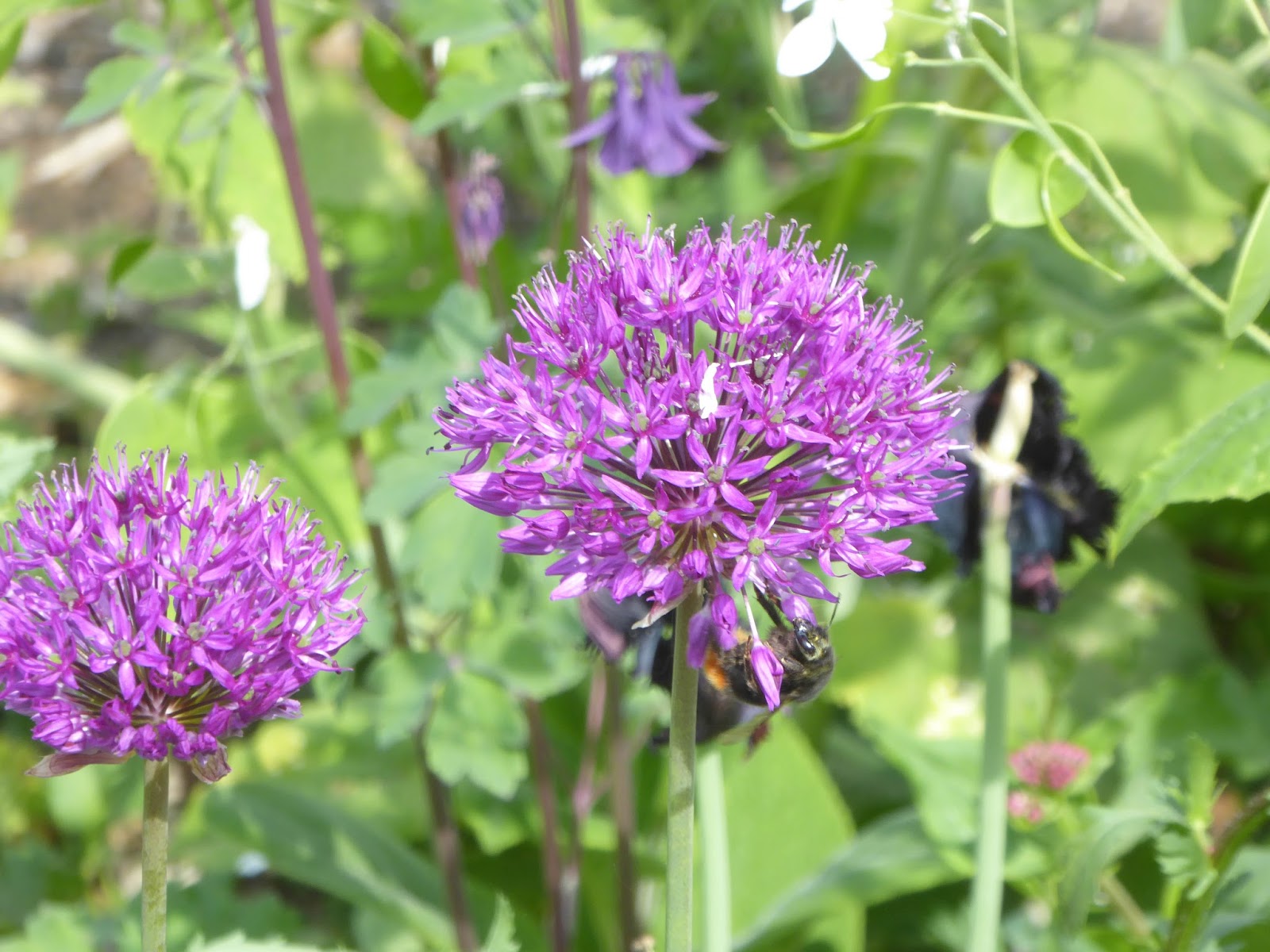 Wild and Wonderful: More Butterflies at RSPB Flatford Wildlife Garden
