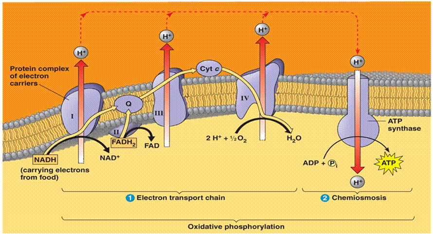 Oksidasi Fosforilasi : Seluk Beluk Mengubah Energi Menjadi ATP