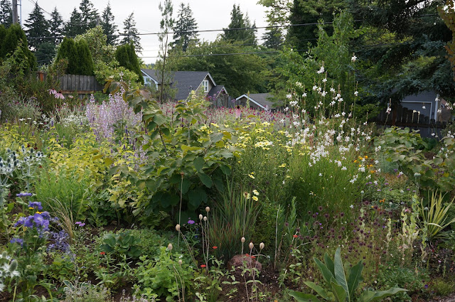 Whatsitgarden: Late June in the garden...