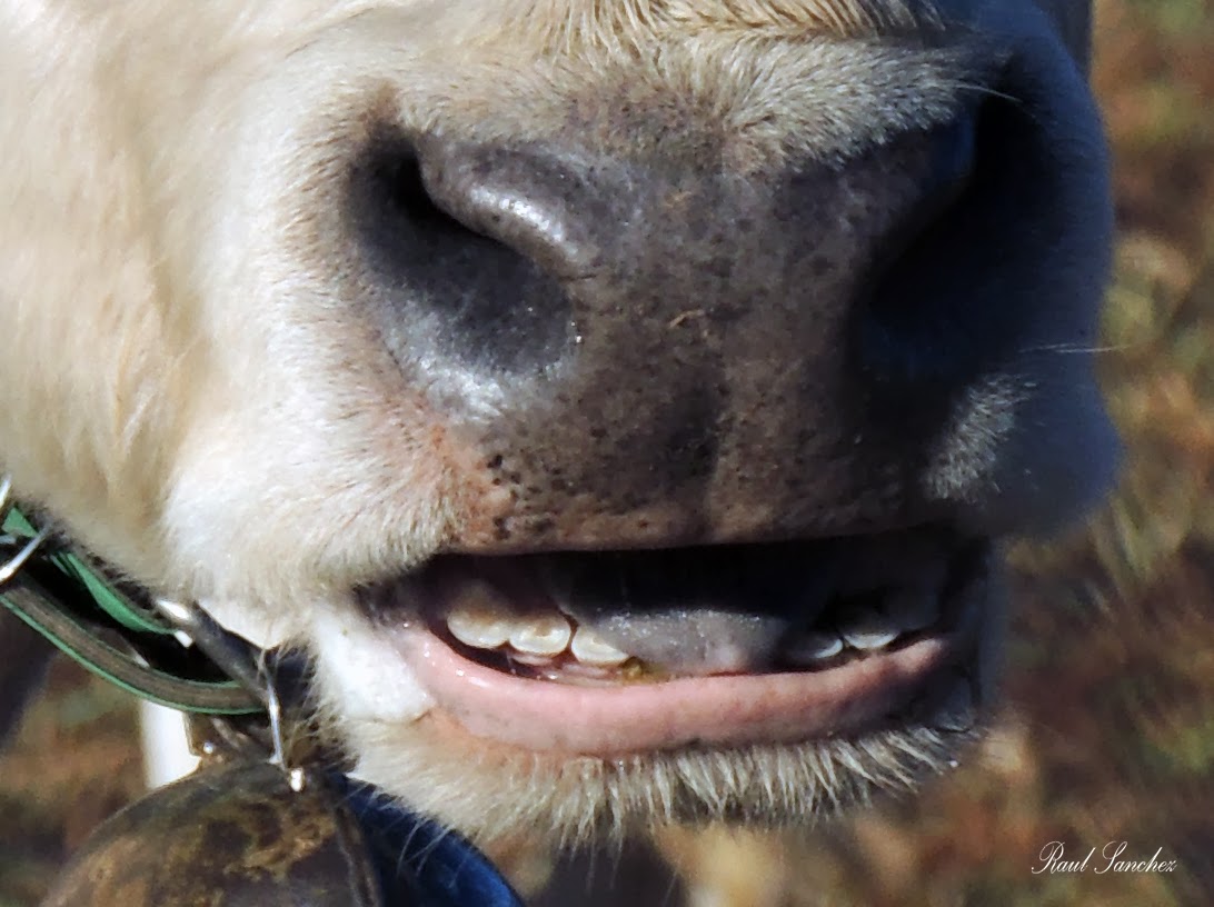Naturaleza Viva : La caca de la vaca