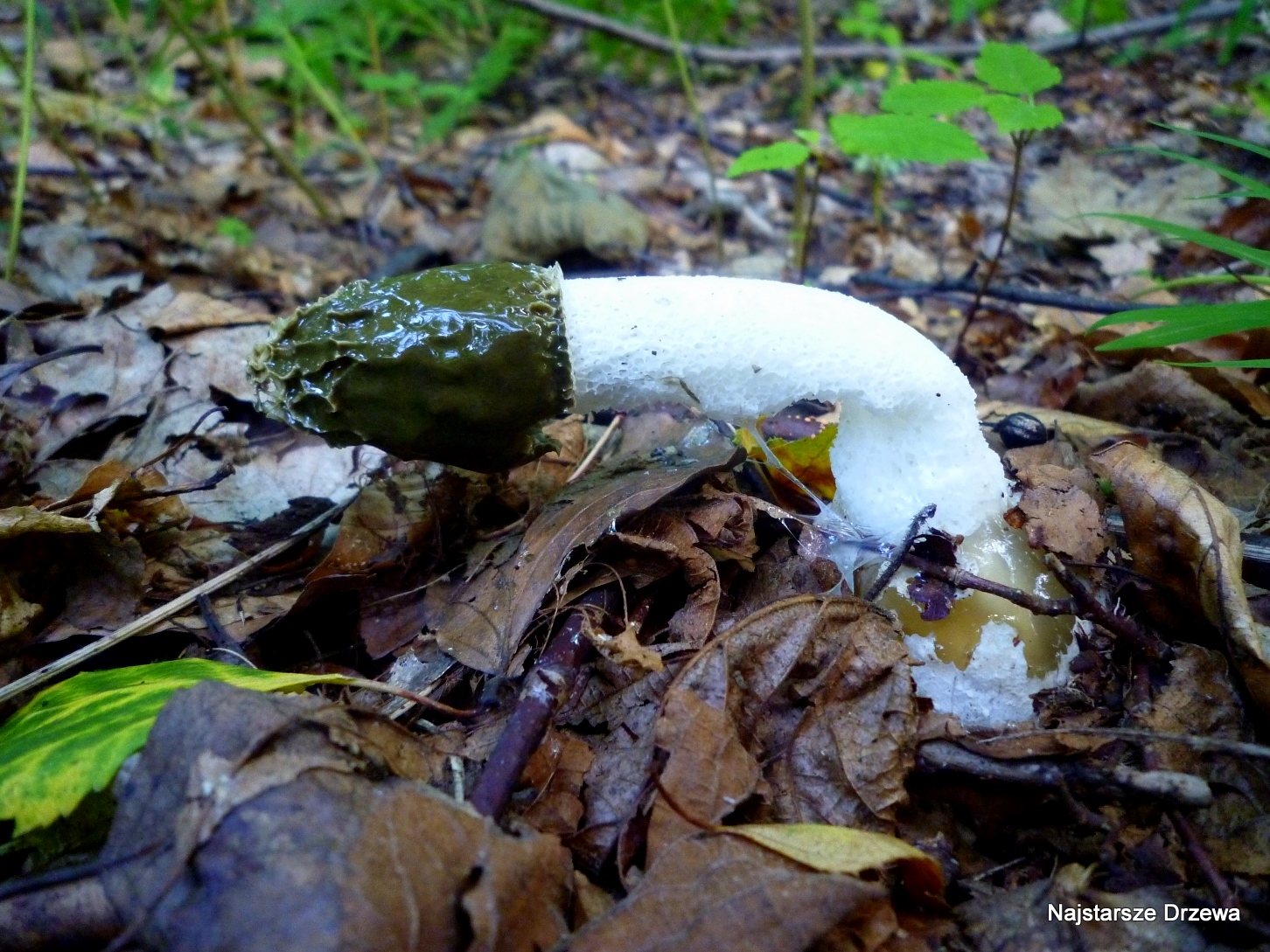 Sromotnik bezwstydny (Phallus impudicus) | Serwis Ekologiczny