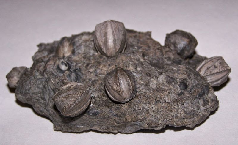 History of the Earth: June 5. Blastoids