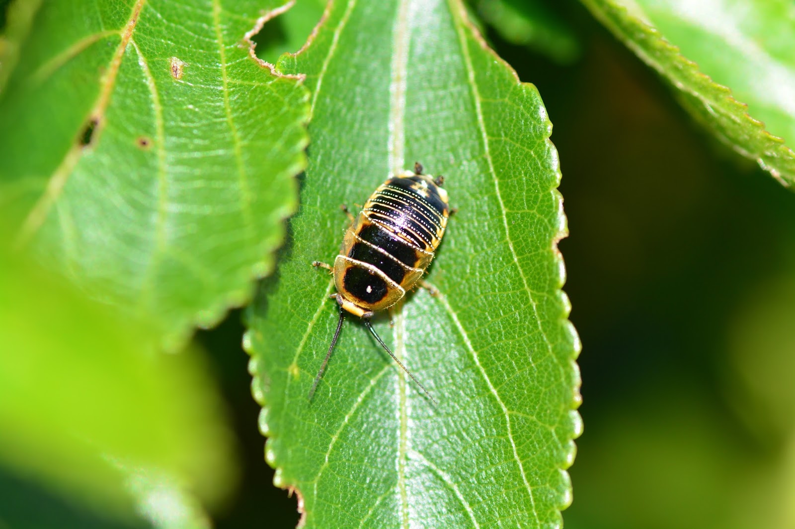 The Insect Diary: Native Cockroaches of Australia
