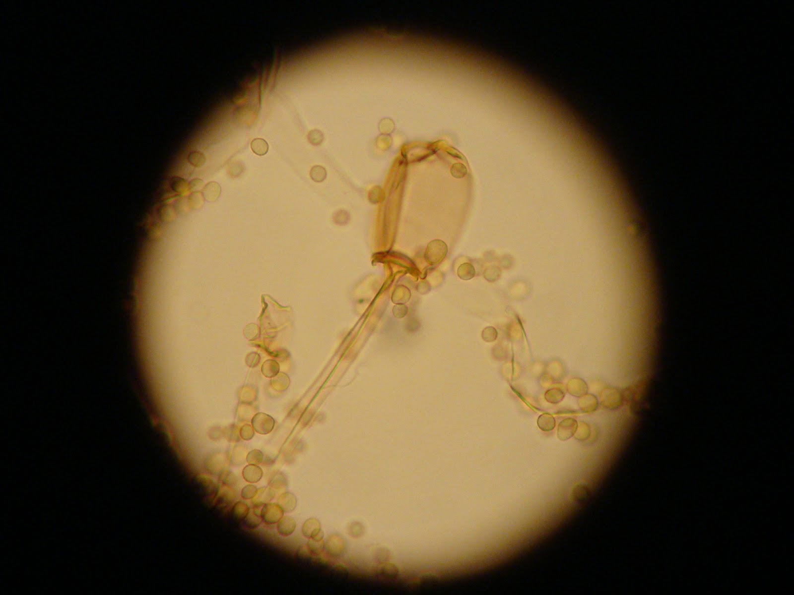 Sustainable Mycology: Mucor spp.