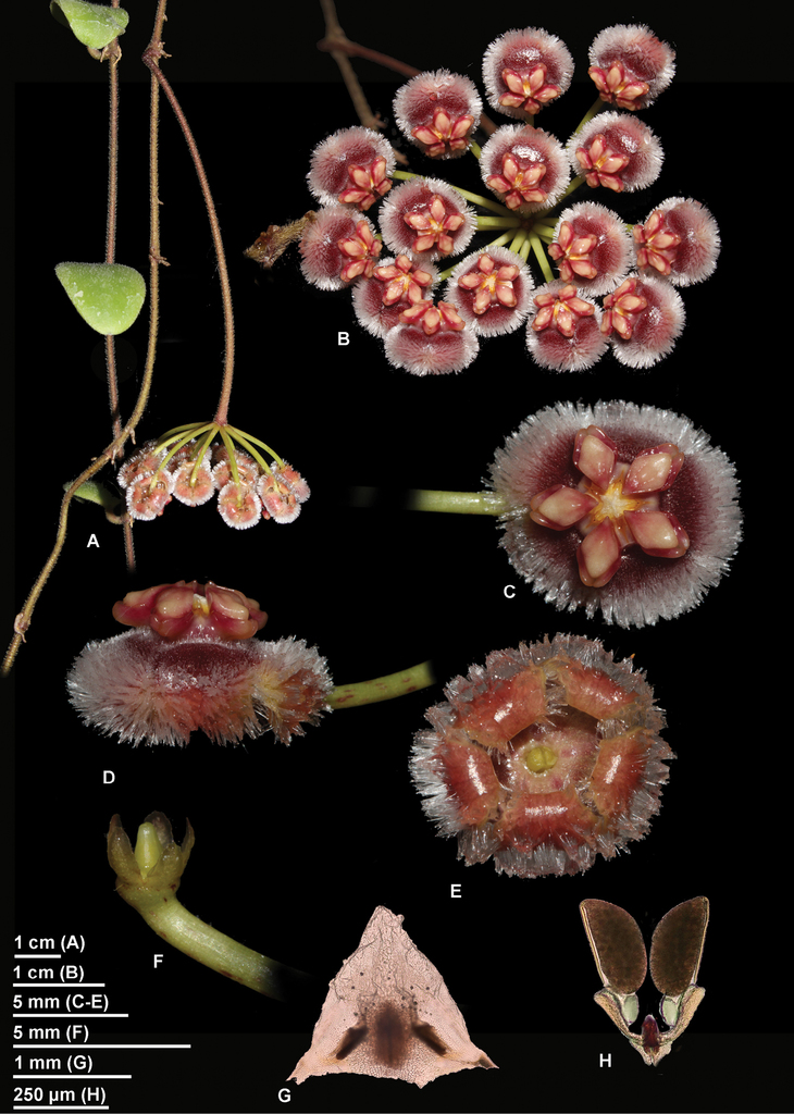 Species New to Science: [Botany • 2016] Hoya isabelchanae • A New ...