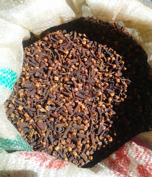 Jenis-Jenis Cengkeh (Syzygum aromaticum) Dibudidayakan Di Indonesia ...