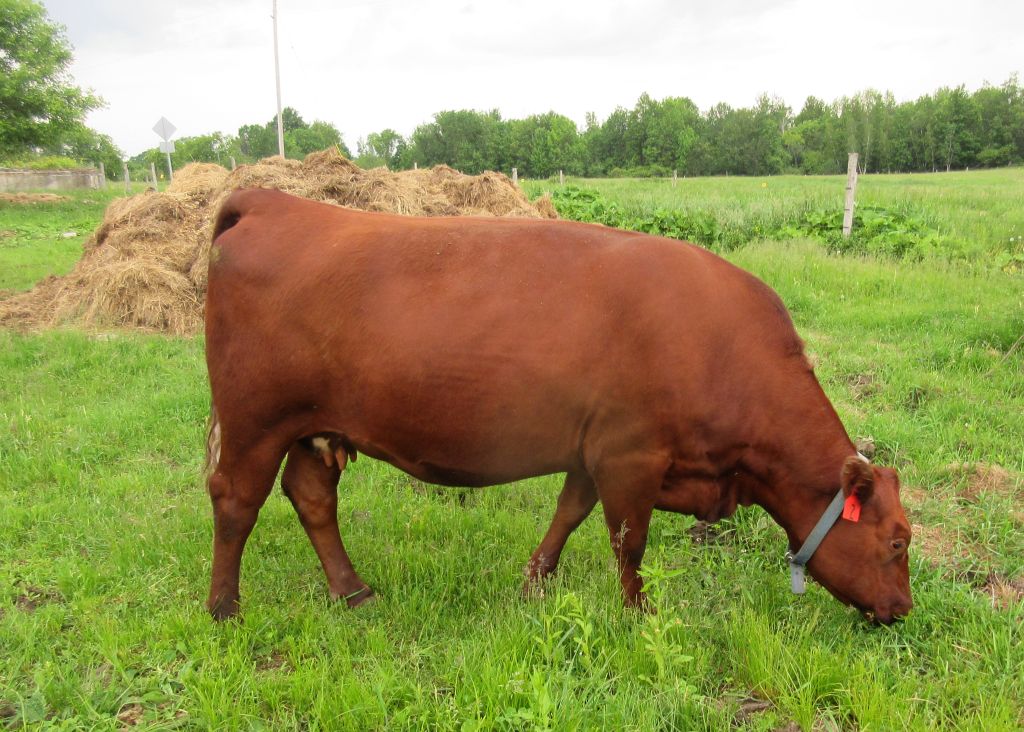 Windswept Adventure: Red Poll Cattle Photo Album