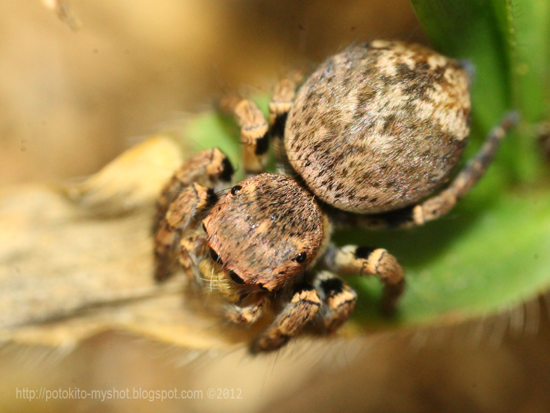 Brown Jumping Spider (Simaetha sp)