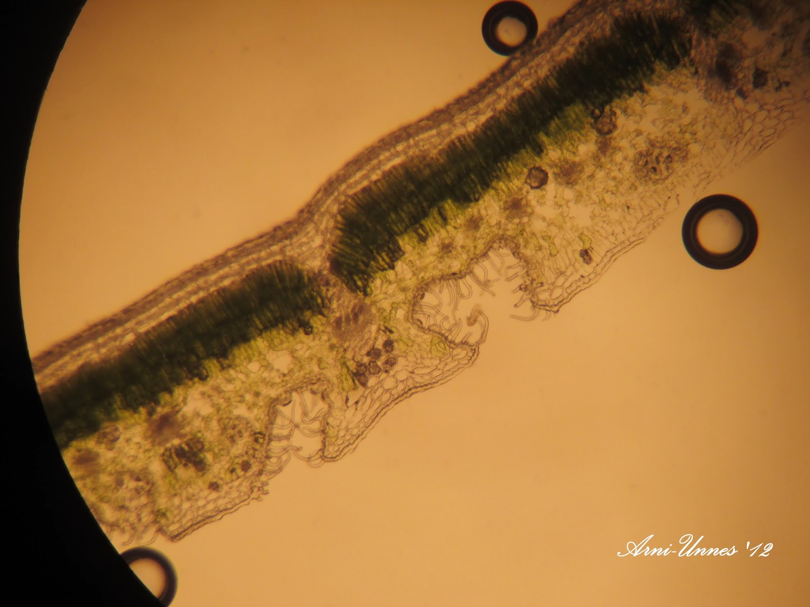 Biology of Animals and Plants: ANATOMI TUMBUHAN