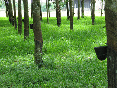 Agriculture United: Kaedah Mengatasi Masalah Secara Praktikal(GETAH)