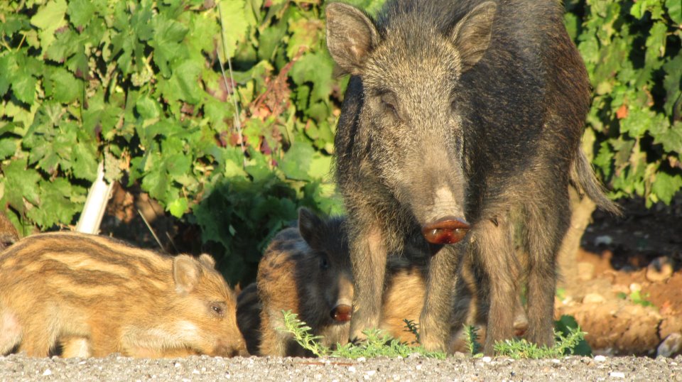 Grisens bedste ven: Grise er søde og sjove!