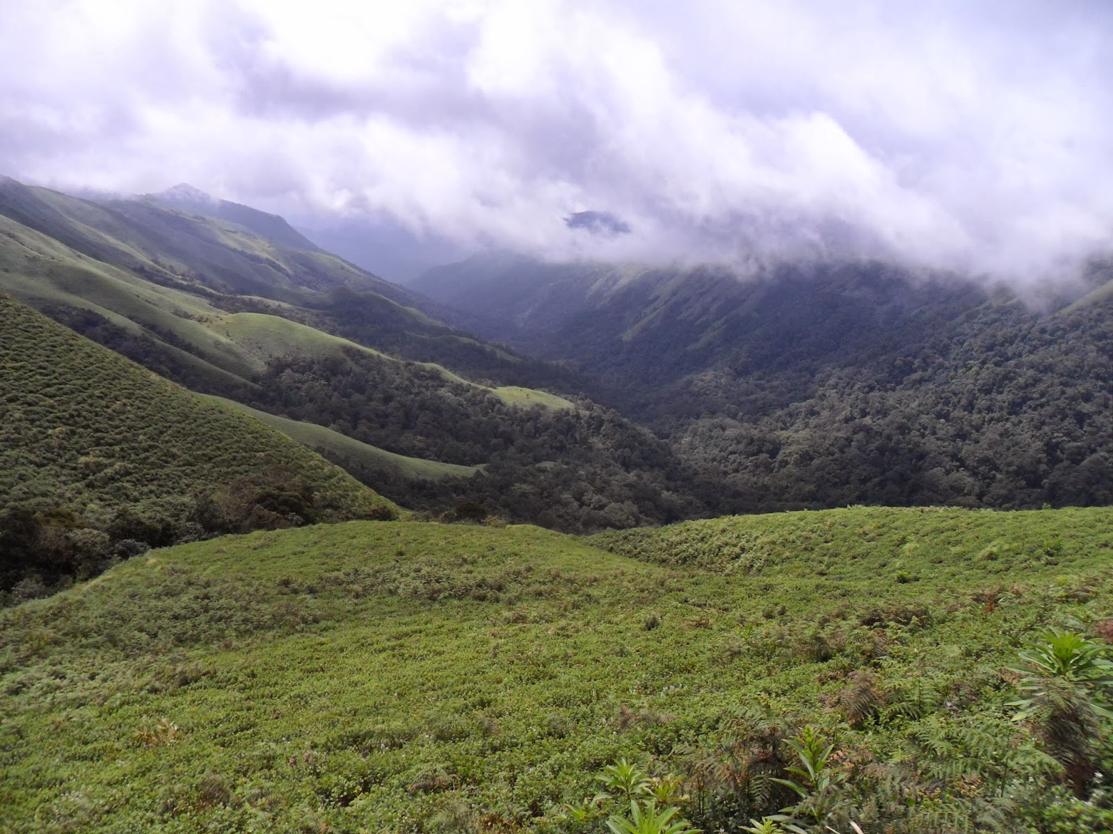 YENNAAR: Minchukallu, Devaramane, Mudigere, Sakleshpur