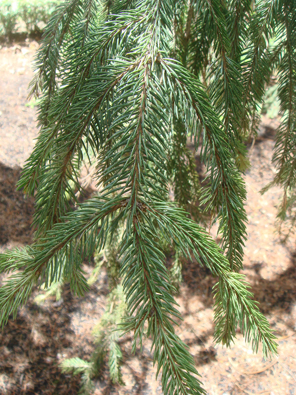 Fotografiando plantas: Pícea común