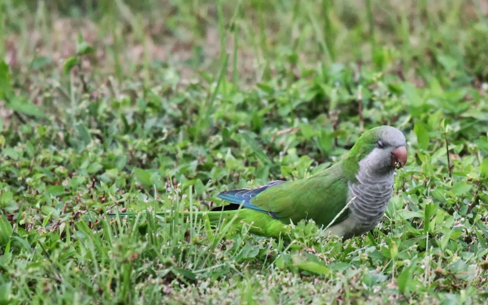Bird Haiku: Monk Parakeet