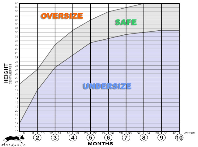 Chuckleberry Finn: Sheltie sizes