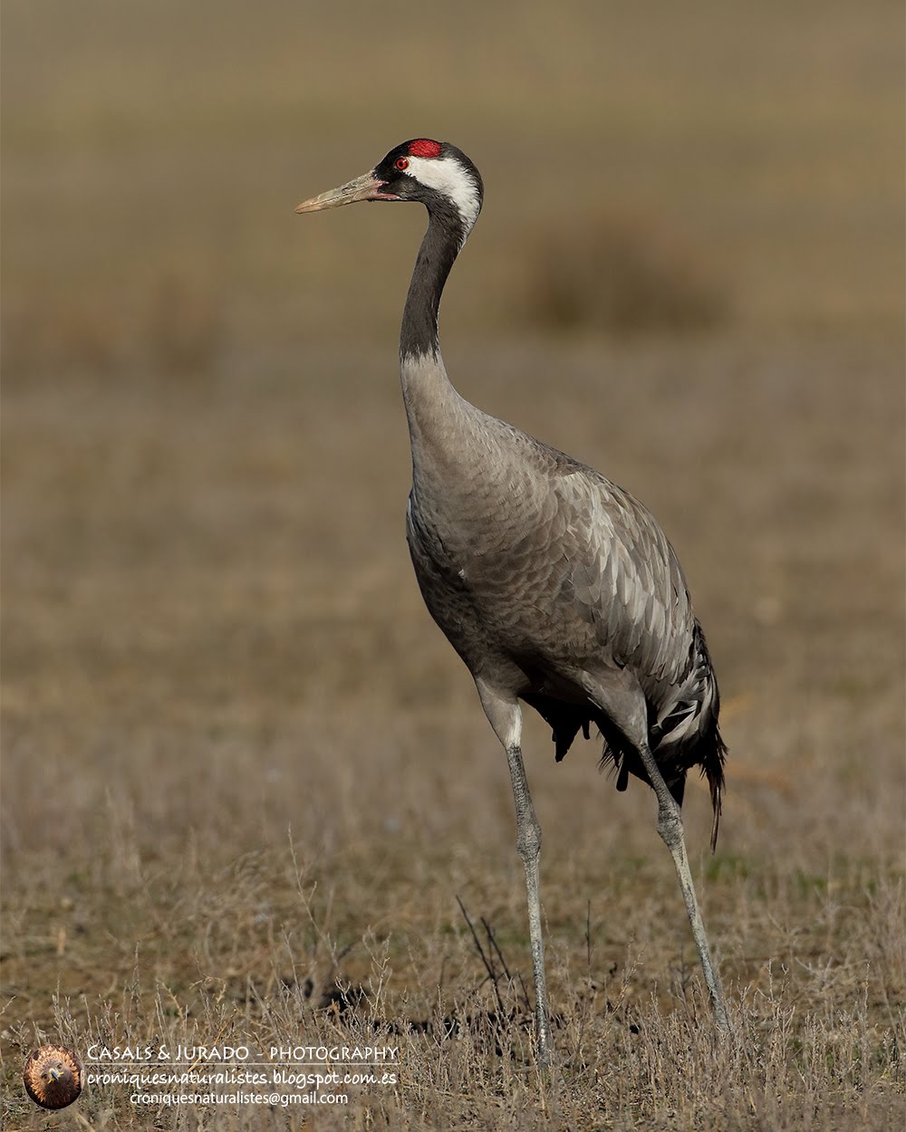 CRÒNIQUES NATURALISTES: RETORN A GALLOCANTA - RETORNO A GALLOCANTA ...