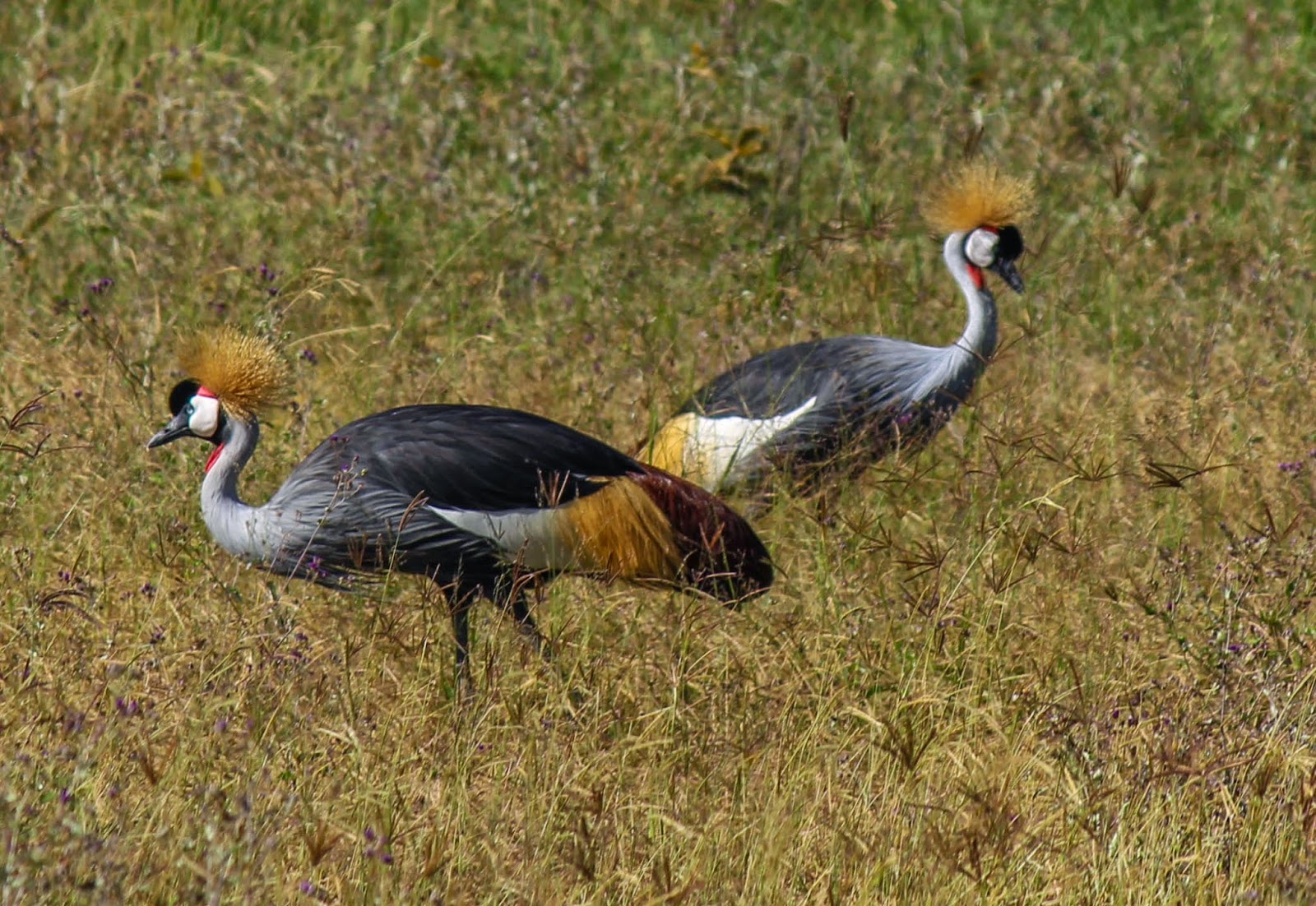 Cannundrums: Crested (Gray Crowned) Crane