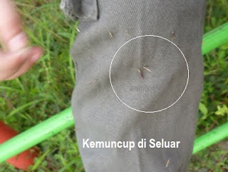 RUMPUT KEMUNCUP - KENALI DIA | PERTANIAN REZEKI