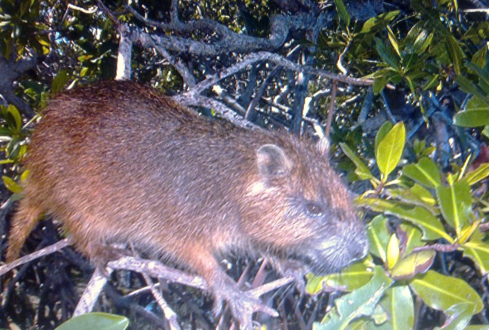 .: Rata en la cocina.