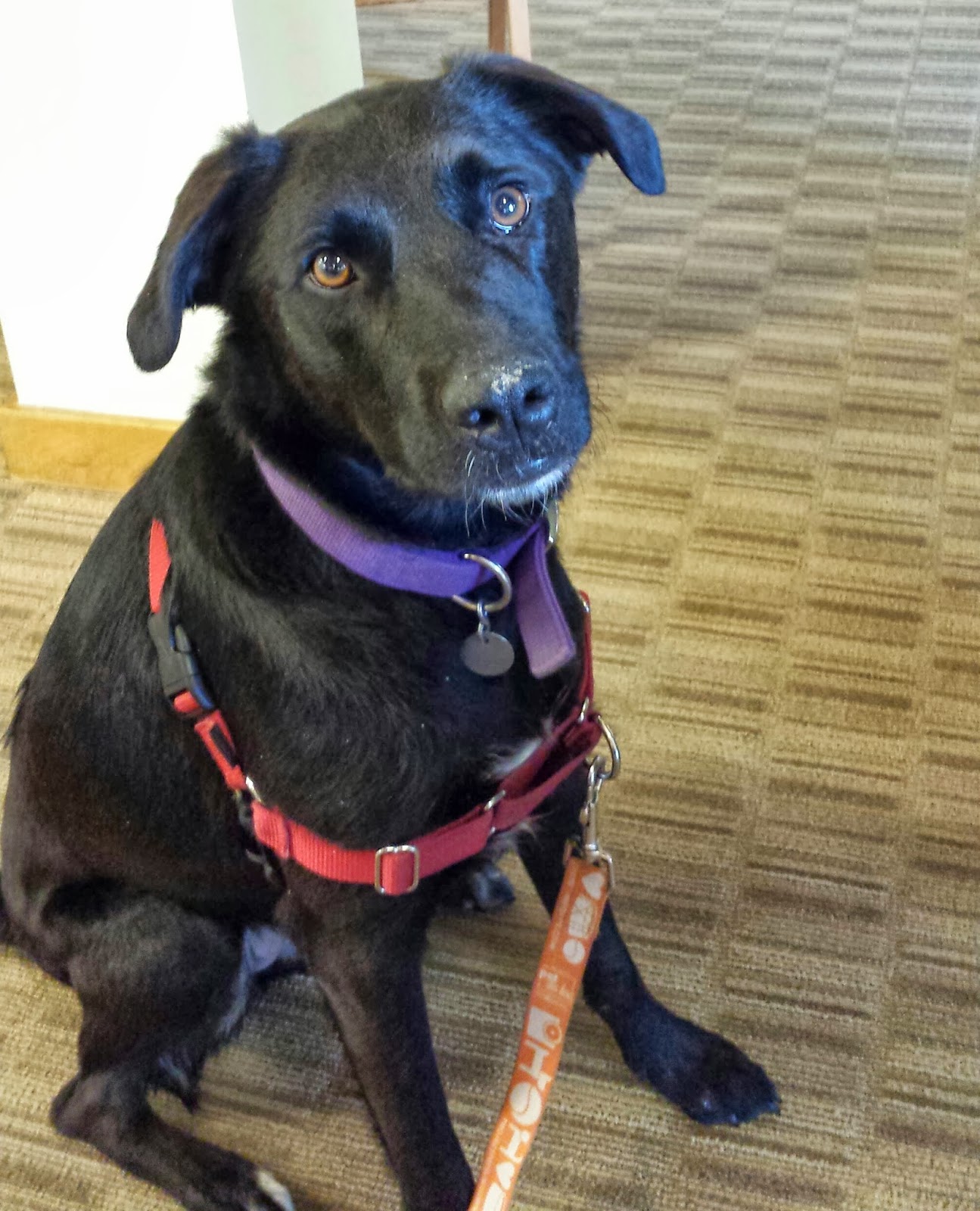 Traveler In The Kitchen: It's Peanut Butter Jelly Time!