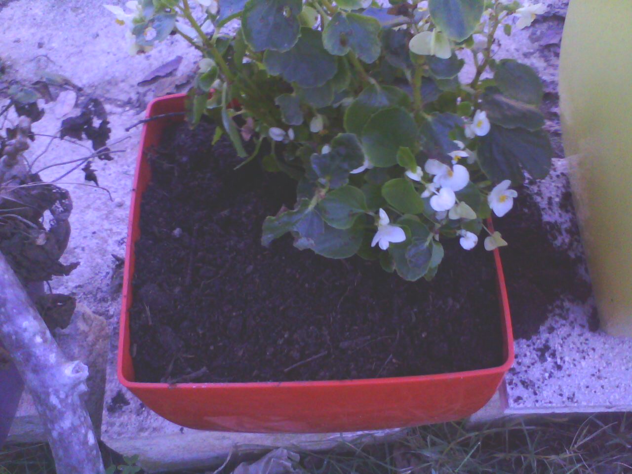 ALLISSONECOMPANHIA: TRANSPLANTE DE CHORÕES