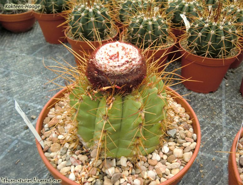 Lithops Stories: Kakteen Haage 2