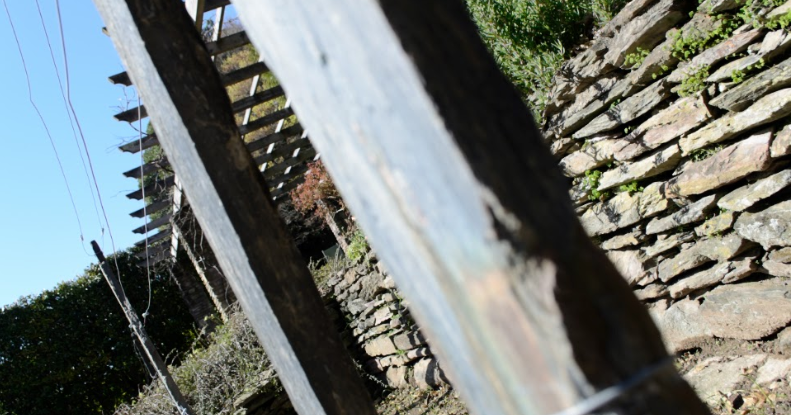 Wine production - Get to know more about vines