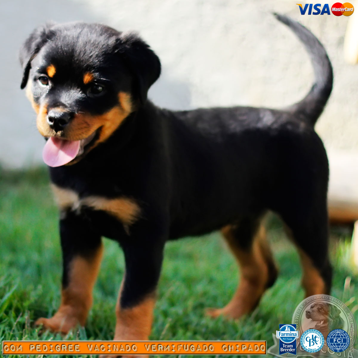 FILHOTE DE ROTTWEILER - DISPONÍVEL