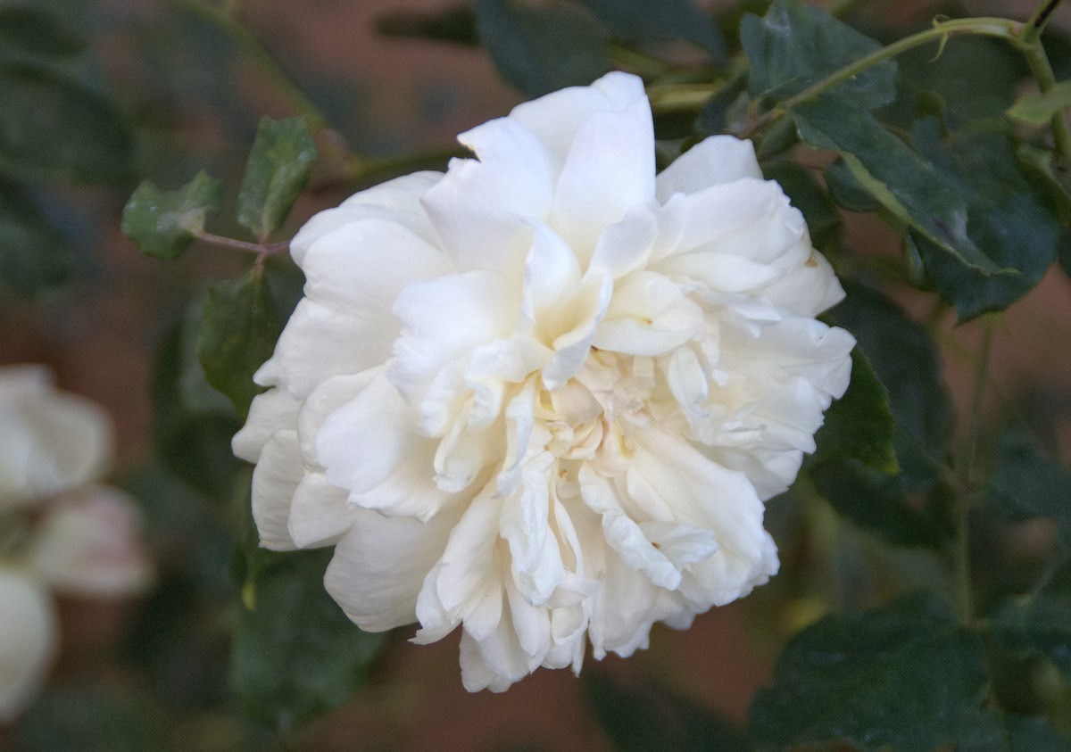 Organic Garden Dreams: December Roses