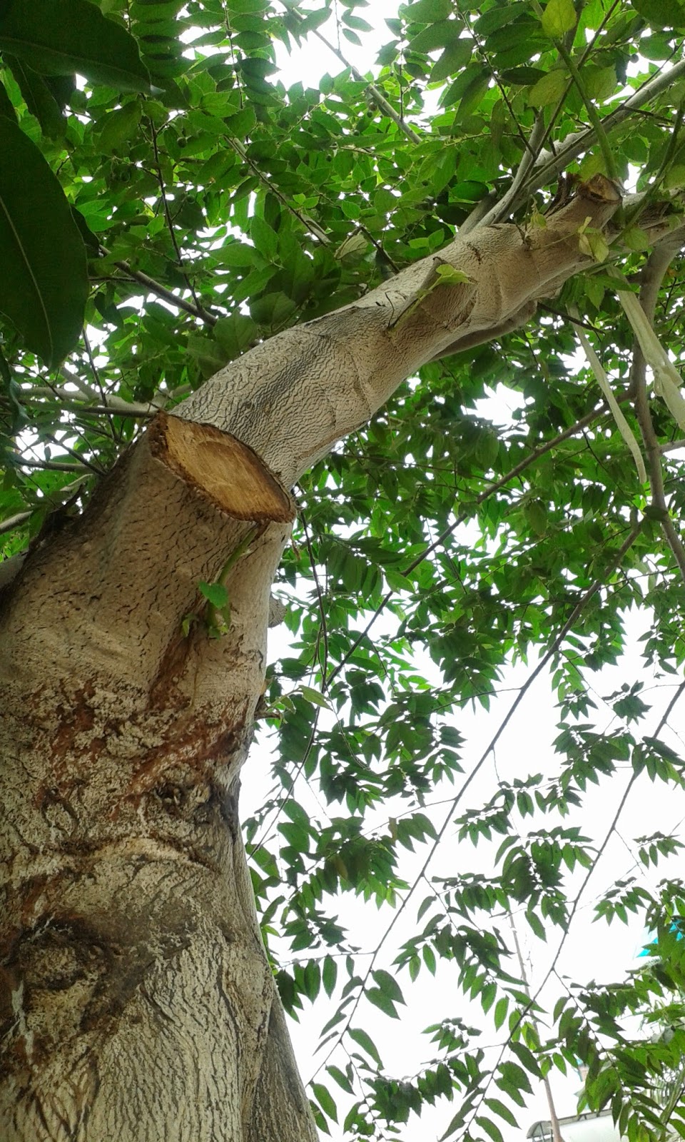 Mengenal Tanaman Kersen Merah | Juragan Tanaman