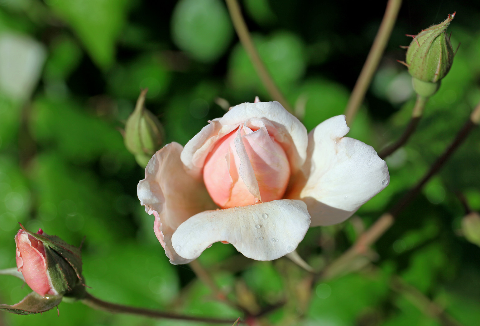 Southern Lagniappe: In the Rose Garden