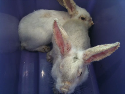 Penyakit Scabies Atau Kudis Pada Kelinci