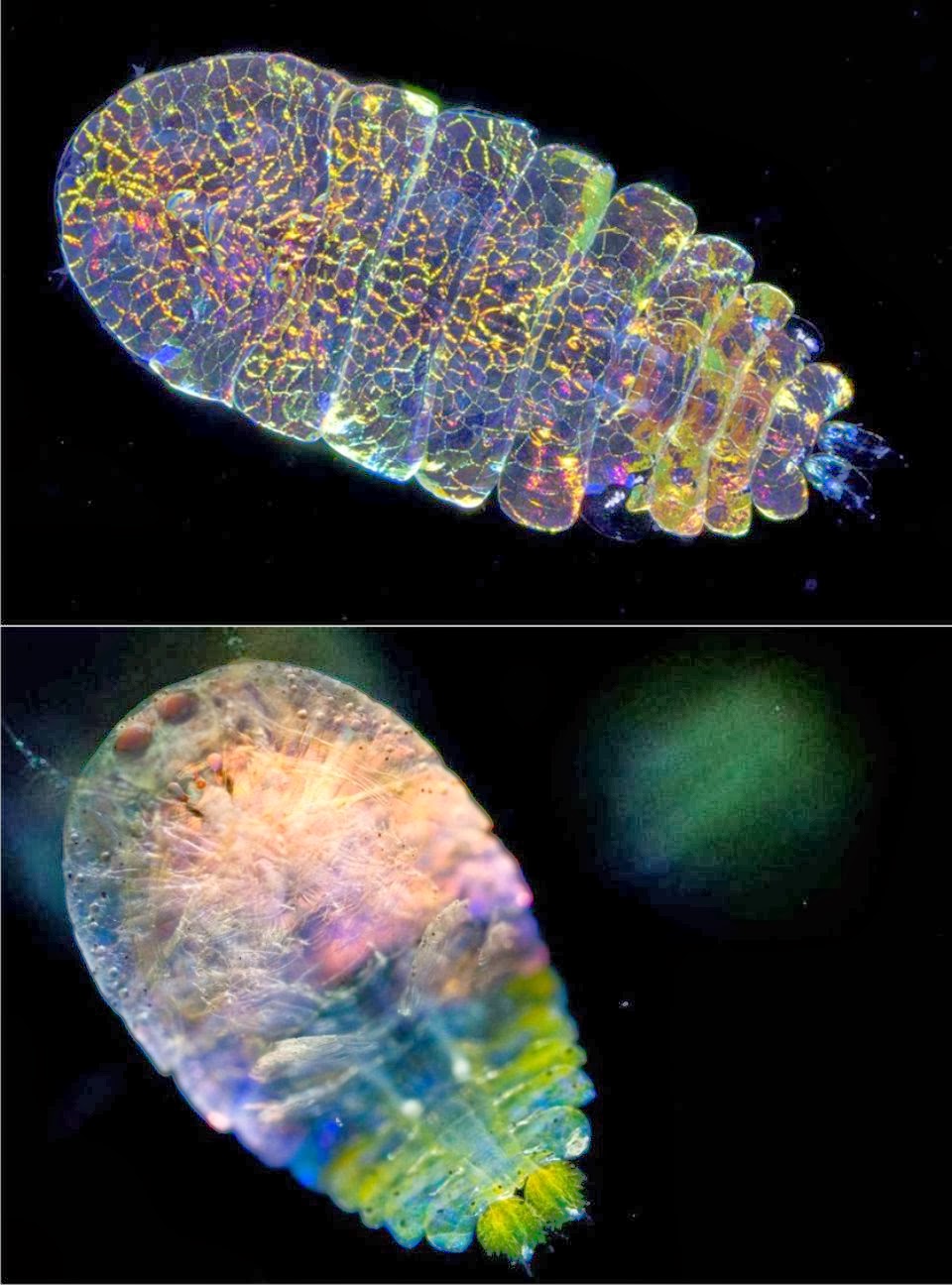 Maravilhas da Criação: Safira do Mar