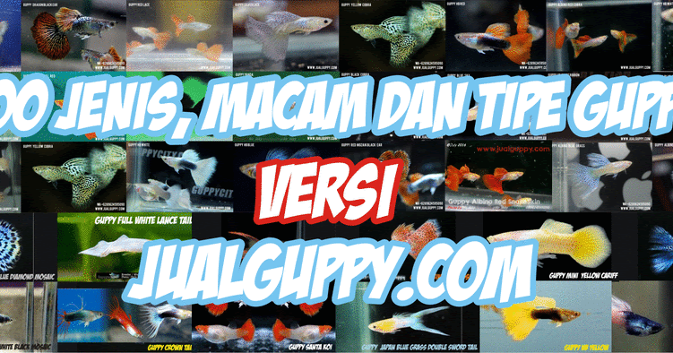 50 Jenis dan Tipe Ikan Gapi Gapi | Hewan Indonesia dan Jual Beli