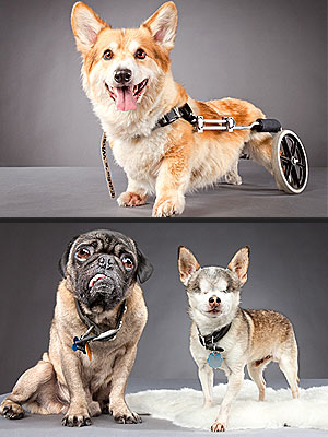 Rebound Hounds: Pets With Disabilities Shine In Portrait Series By ...
