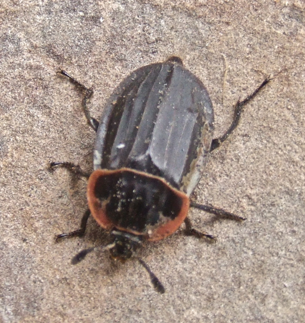 Springfield Plateau: Carrion Beetle