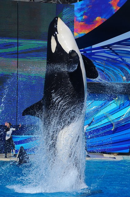 Animals of the world: Corky Killer Whale