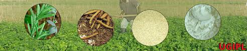 GUAR GUM CULTIVATION IN INDIA: VARIETIES OF GUAR SEED