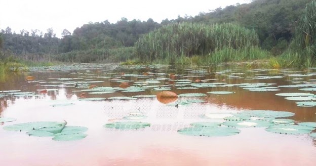 IBARAT TASIK MATI - TASIK CHINI PAHANG | AKU ANAK PAHANG