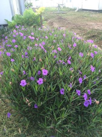 Ruellia simplex | Pustaka Flora | Database Tanaman Landscape