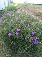 Ruellia simplex | Pustaka Flora | Database Tanaman Landscape