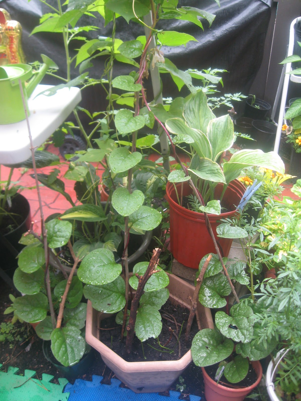 Live, Love, Climb!: Basella rubra (Alugbati, Ceylon spinach)